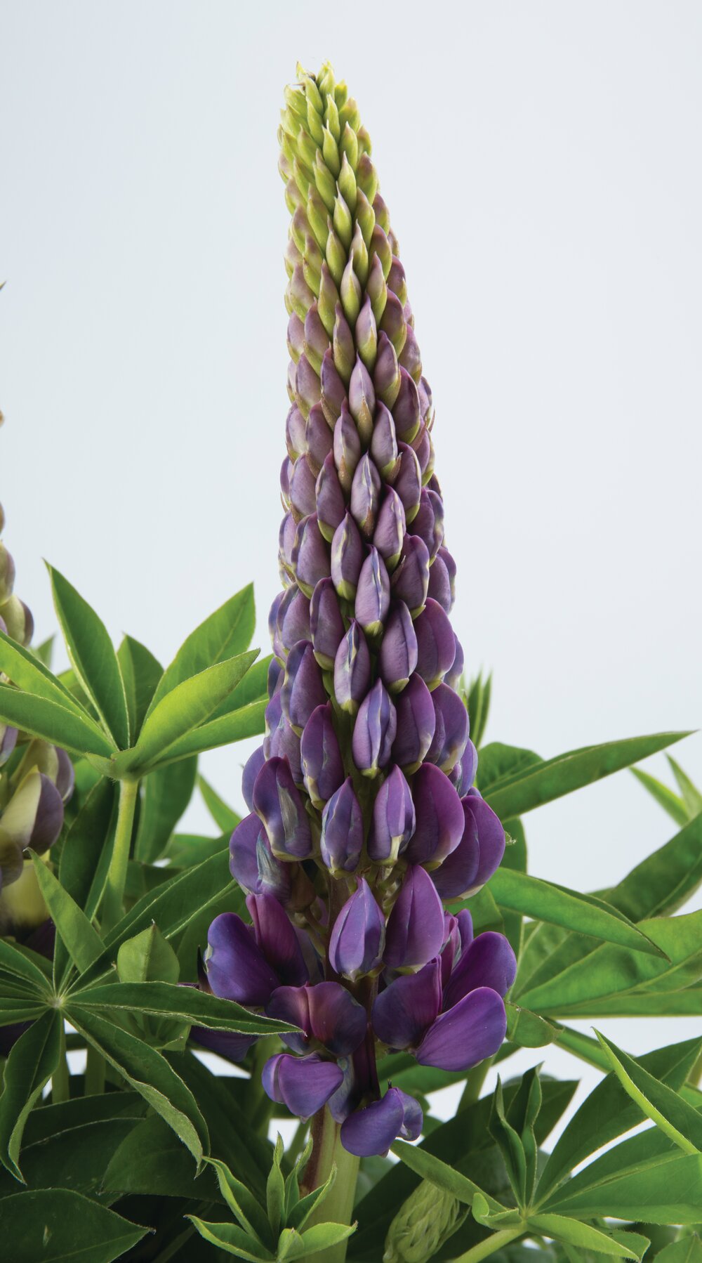 Lupin - Lupinus polyphyllus 'Legendary Blue Shades' – DocaPerene