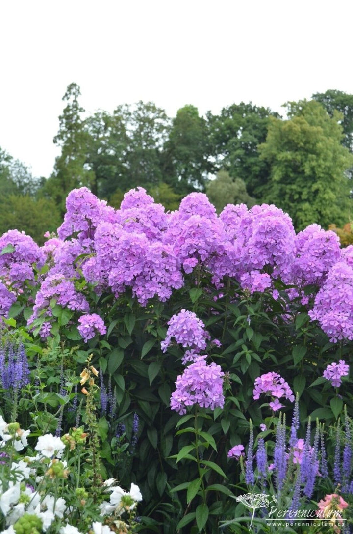 Flori Perene de Vânzare Online la Doca Perene – DocaPerene