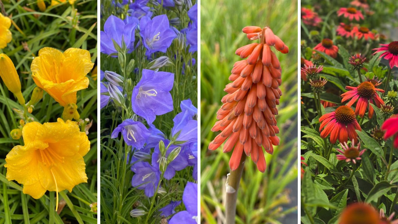 Plante Perene Ieftine, Vesnic Verzi, Pentru Gradina, Curte sau Balcon ...